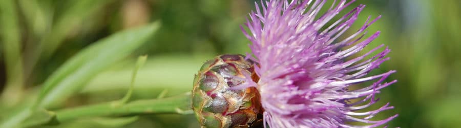 Cheirolophus - Entretien, Plantation et Culture | Conservation Nature