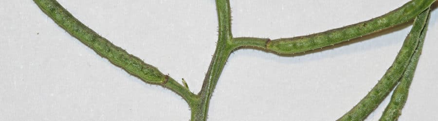 Chorispora - Entretien, Plantation et Culture | Conservation Nature