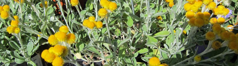 Chrysocephalum - Entretien, Plantation et Culture | Conservation Nature