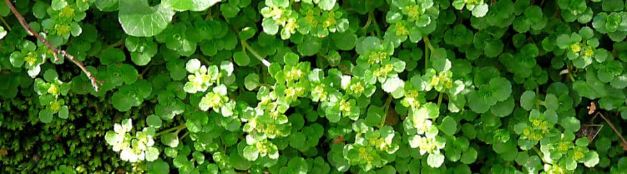 Chrysosplenium - Entretien, Plantation et Culture | Conservation Nature