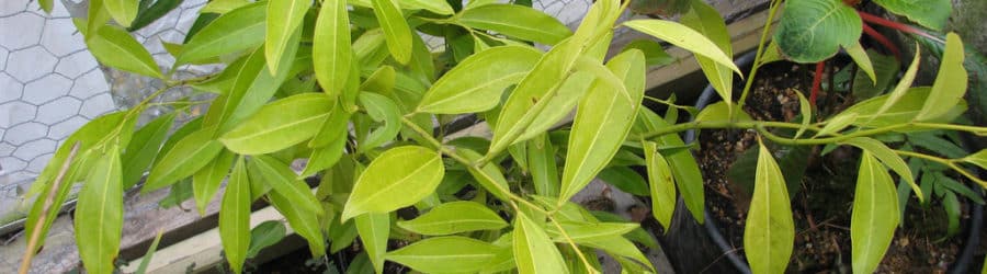 Cocculus - Entretien, Plantation et Culture | Conservation Nature