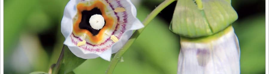 Codonopsis - Entretien, Plantation et Culture | Conservation Nature