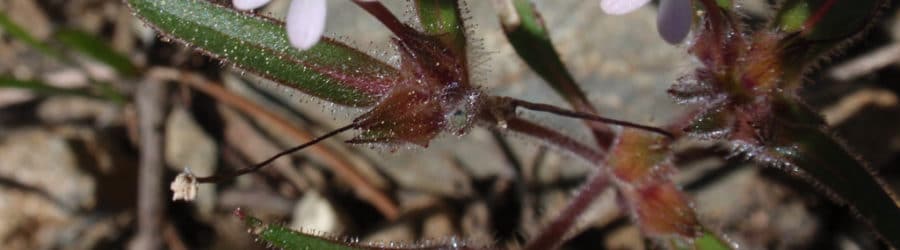 Collomia - Entretien, Plantation et Culture | Conservation Nature