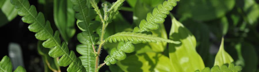 Comptonia - Entretien, Plantation et Culture | Conservation Nature