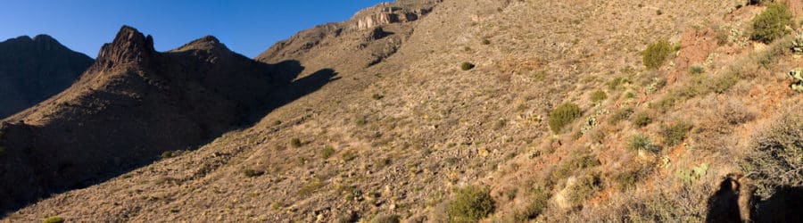 Condalia - Entretien, Plantation et Culture | Conservation Nature