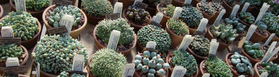 Conophytum - Entretien, Plantation et Culture | Conservation Nature