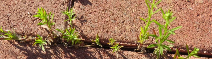 Conyza - Entretien, Plantation et Culture | Conservation Nature