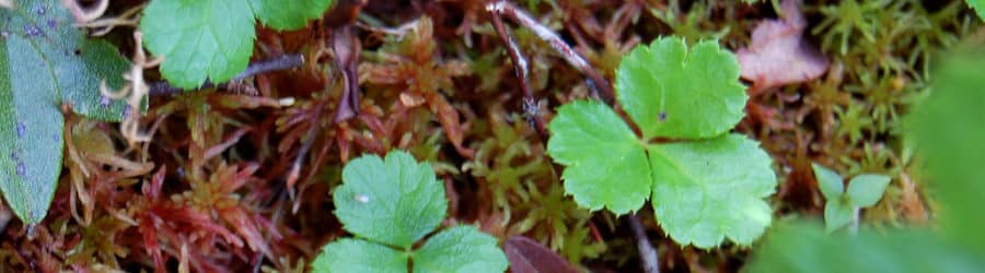 Coptis - Entretien, Plantation et Culture | Conservation Nature