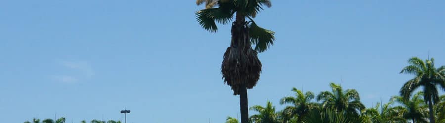 Corypha - Entretien, Plantation et Culture | Conservation Nature