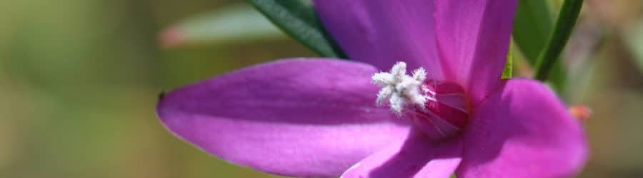 Crowea - Entretien, Plantation et Culture | Conservation Nature