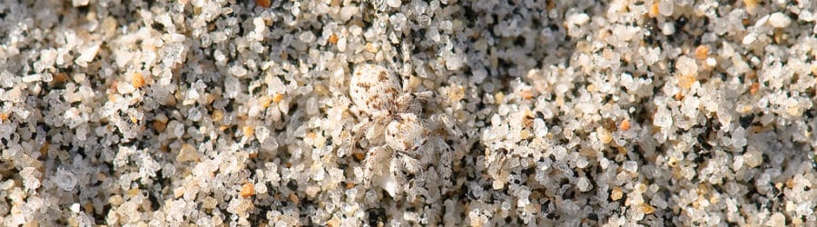 Crypsis - Entretien, Plantation et Culture | Conservation Nature