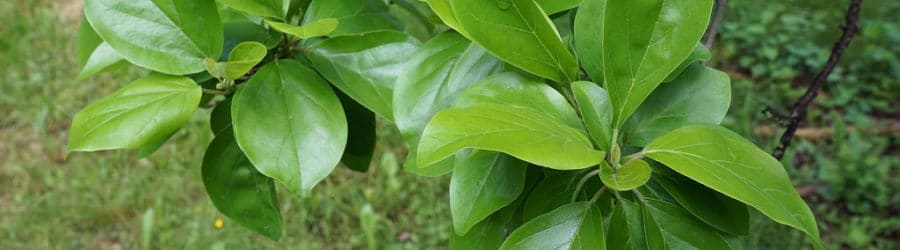 Cudrania - Entretien, Plantation et Culture | Conservation Nature