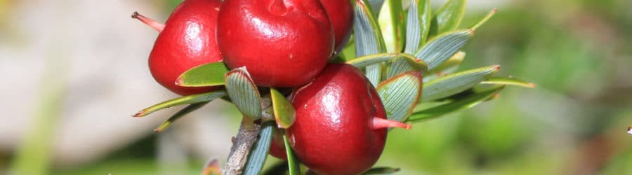 Cyathodes - Entretien, Plantation et Culture | Conservation Nature