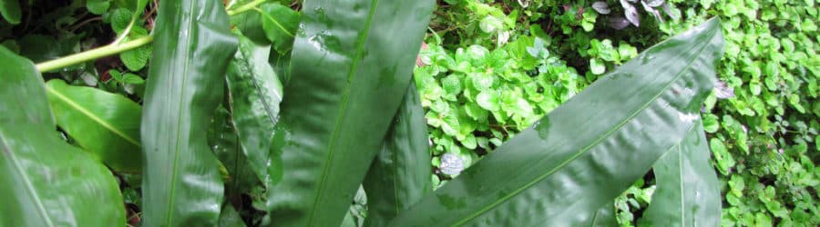 Cyclanthus - Entretien, Plantation et Culture | Conservation Nature