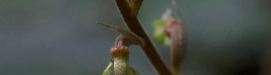 Cyclopogon - Entretien, Plantation et Culture | Conservation Nature