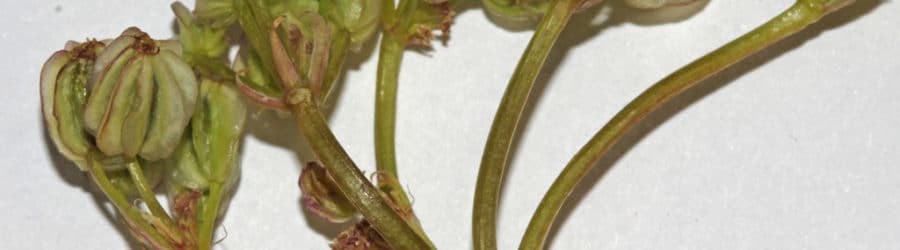 Cymopterus - Entretien, Plantation et Culture | Conservation Nature