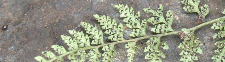 Cystopteris - Entretien, Plantation et Culture | Conservation Nature