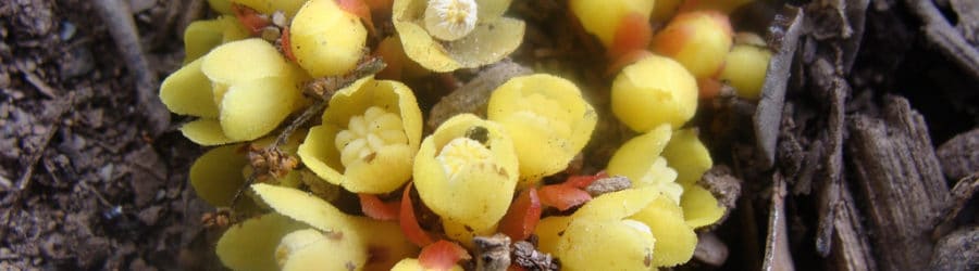 Cytinus - Entretien, Plantation et Culture | Conservation Nature