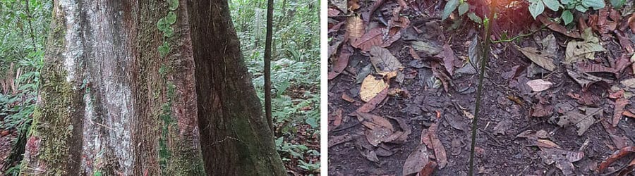 Dacryodes - Entretien, Plantation et Culture | Conservation Nature