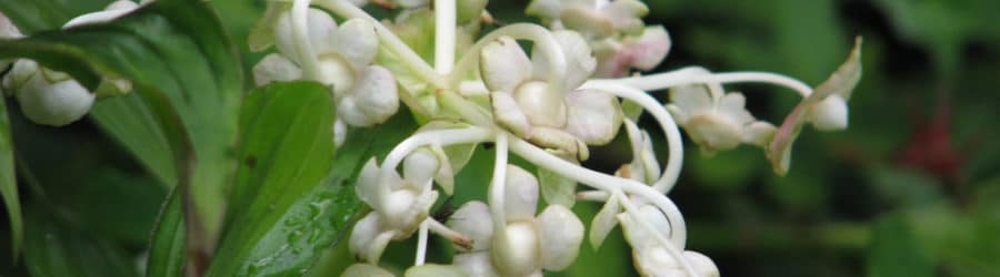 Deinanthe - Entretien, Plantation et Culture | Conservation Nature