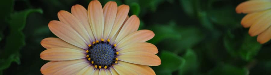 Dimorphotheca - Entretien, Plantation et Culture | Conservation Nature