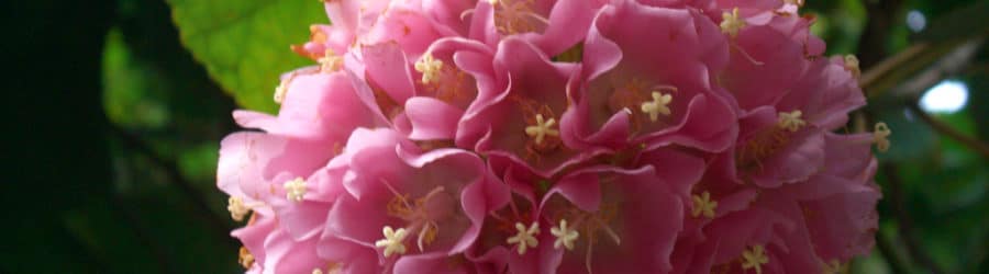 Dombeya - Entretien, Plantation et Culture | Conservation Nature