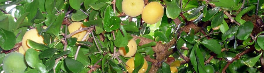 Dovyalis - Entretien, Plantation et Culture | Conservation Nature