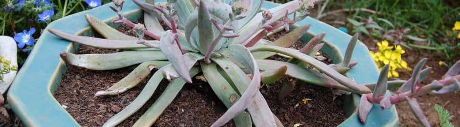 Dudleya - Entretien, Plantation et Culture | Conservation Nature