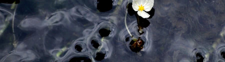 Élodée (Elodea) - Entretien, Plantation et Culture | Conservation Nature