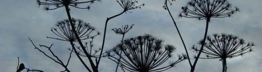 Férule (Ferula) - Entretien, Plantation et Culture | Conservation Nature