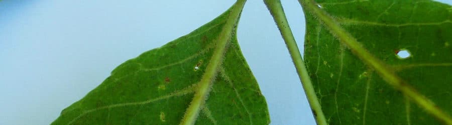 Frêne (Fraxinus) - Entretien, Plantation et Culture | Conservation Nature