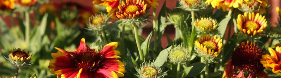 Gaillarde (Gaillardia) - Entretien, Plantation et Culture ...