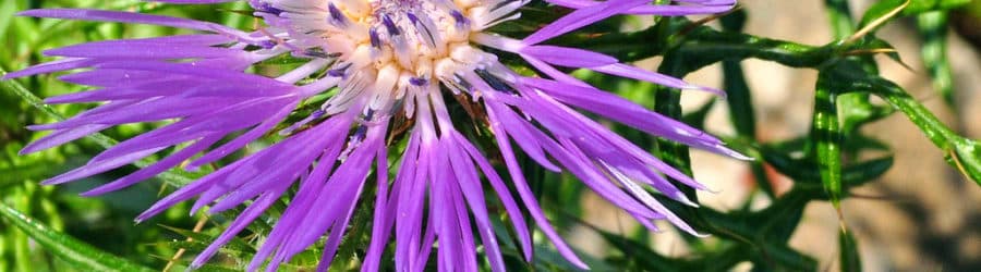 Galactites - Entretien, Plantation et Culture | Conservation Nature