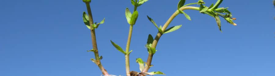 Gratiola - Entretien, Plantation et Culture | Conservation Nature