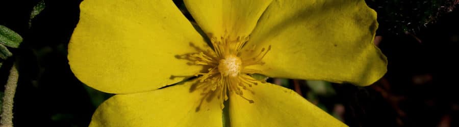 Halimium - Entretien, Plantation et Culture | Conservation Nature