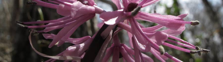 Helonias - Entretien, Plantation et Culture | Conservation Nature