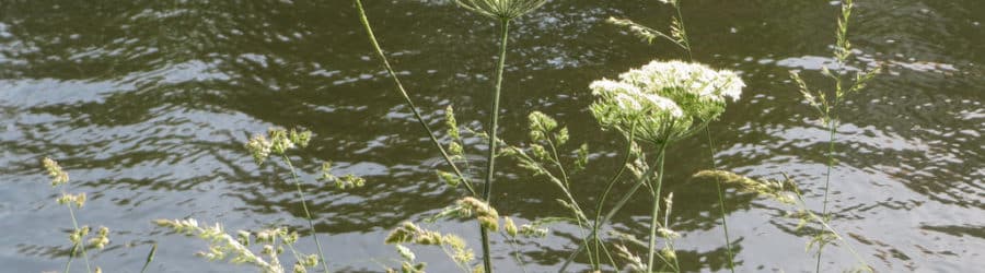 Berce (Heracleum) - Entretien, Plantation et Culture | Conservation Nature