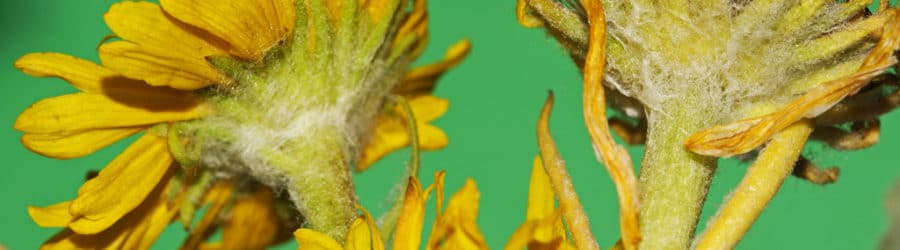 Hymenoxys - Entretien, Plantation et Culture | Conservation Nature