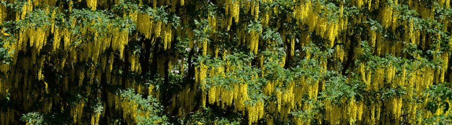 Cytise (Laburnum) - Entretien, Plantation et Culture | Conservation Nature