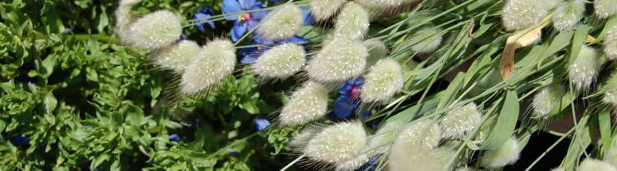 Lagure (Lagurus) - Entretien, Plantation et Culture | Conservation Nature