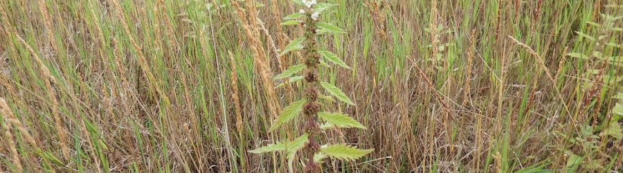 Lycopes (Lycopus) - Entretien, Plantation et Culture | Conservation Nature