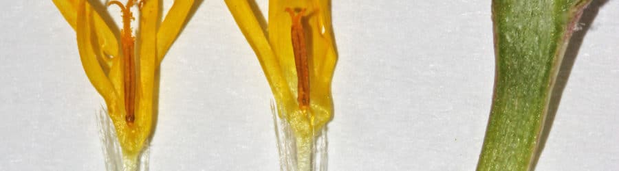 Microseris - Entretien, Plantation et Culture | Conservation Nature