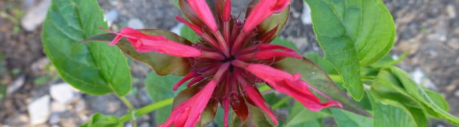Monarde (Monarda) - Entretien, Plantation et Culture | Conservation Nature