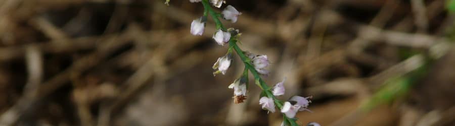 Myricaria - Entretien, Plantation et Culture | Conservation Nature