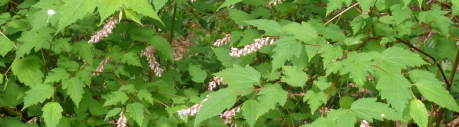 Neillia - Entretien, Plantation et Culture | Conservation Nature