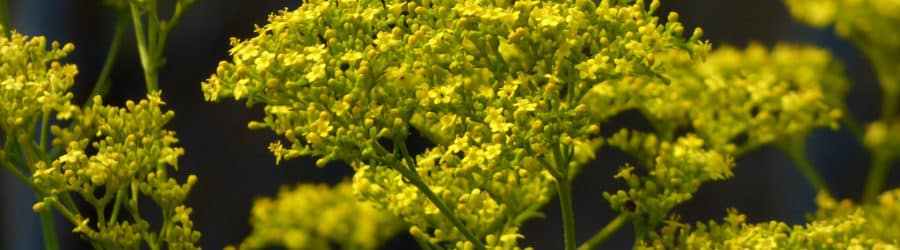 Patrinia - Entretien, Plantation et Culture | Conservation Nature