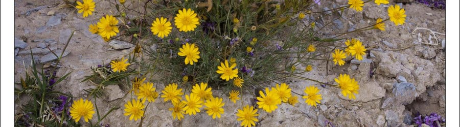 Pectis - Entretien, Plantation et Culture | Conservation Nature