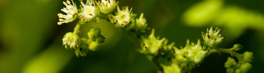 Penthorum - Entretien, Plantation et Culture | Conservation Nature