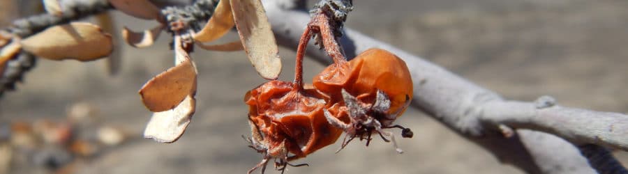 Peraphyllum - Entretien, Plantation et Culture | Conservation Nature