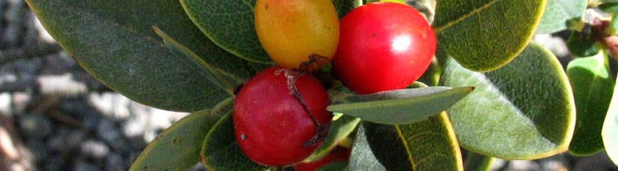 Filaria (Phillyrea) - Entretien, Plantation et Culture | Conservation ...